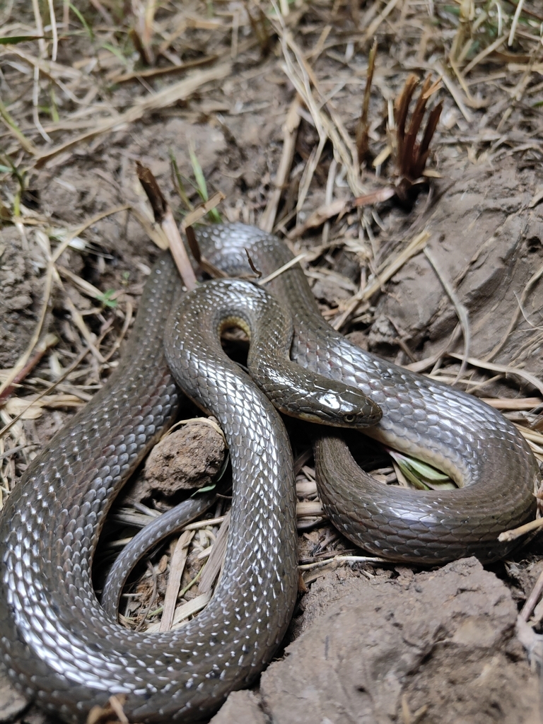 Split Keelback from HP65+6M, Rangapuram, Telangana 508126, India on ...