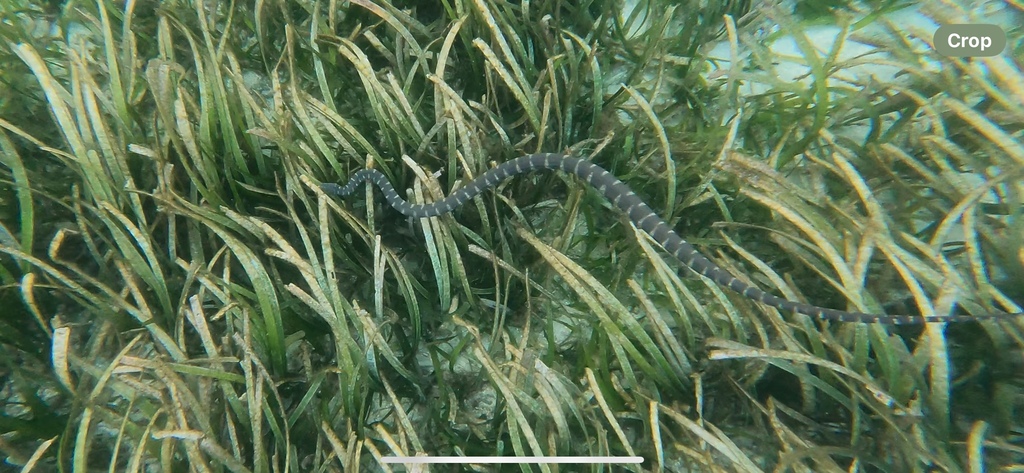 Little File Snake from Celebes Sea, Kabupaten Minahasa Utara, North ...