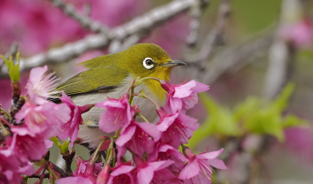Warbling White-eye in February 2025 by S. Dowell · iNaturalist