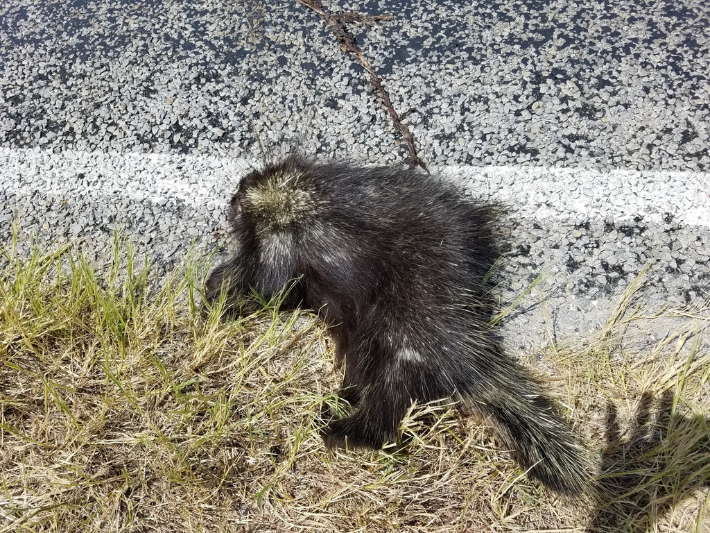 North American Porcupine from Lampasas, TX 76550, USA on August 2, 2019 ...