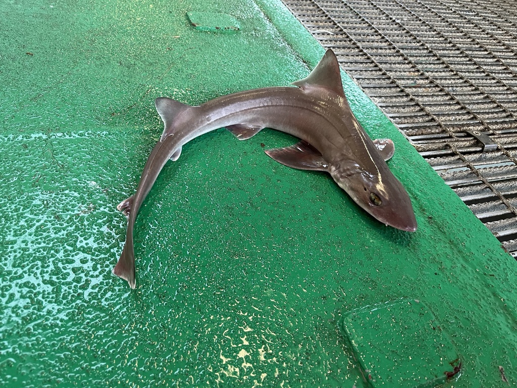 Starry Smooth-hound (Mustelus asterias) - Marine Life Identification
