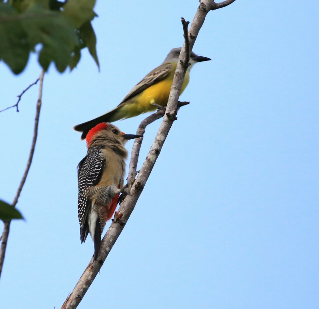 Yucatán Woodpecker from 77953 Dzibanché, Q.R., México on January 21 ...