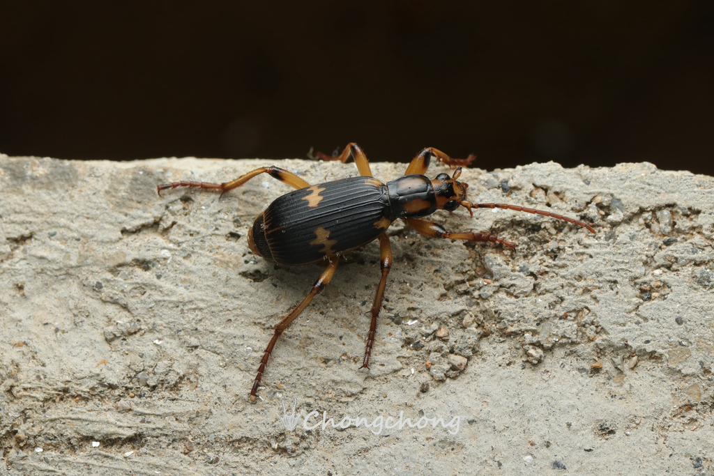 Pheropsophus javanus from 中国福建省南平市浦城县 on September 30, 2023 at 10:17 PM ...