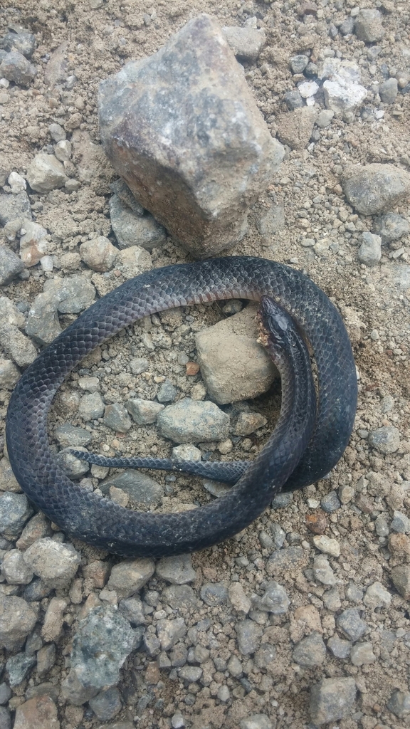 Mexican Burrowing Python from Puntarenas, CR-PU, CR on August 2, 2019 ...