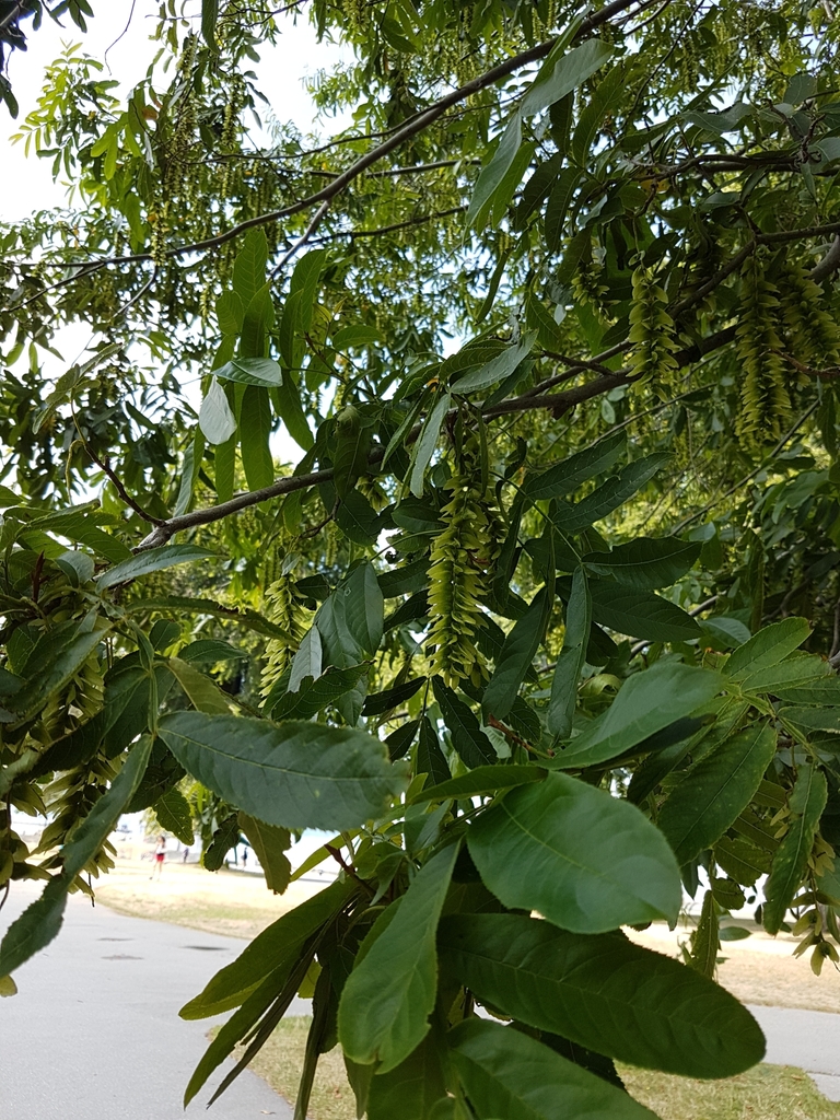 walnut family from Vancouver, BC V6K 1B6, Canada on August 02, 2019 at ...