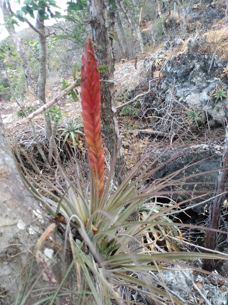 Tillandsia compressa from 30108 Chiapas, Mexique on February 1, 2025 at ...