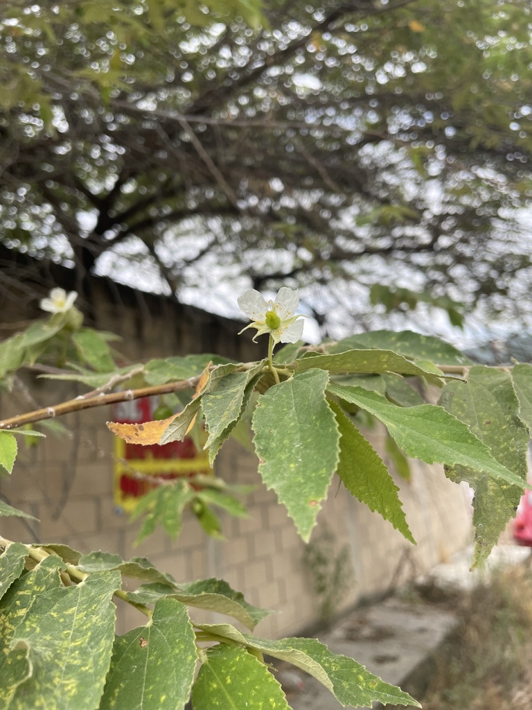 calabur tree from Loma Bonita, Tuxtla Gutiérrez, Chis., MX on February ...