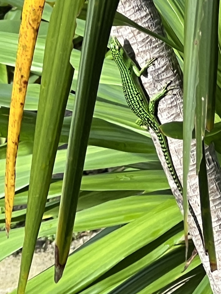 Emerald Tree Skink from Ngerekebesang, Palau, PW on February 12, 2025 ...