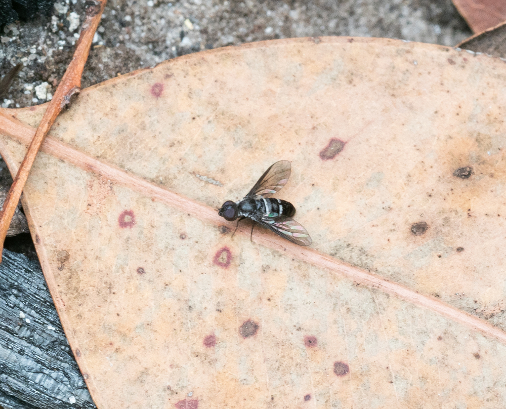 banded bee flies from Carnarvon Park QLD 4702, Australia on December 13 ...