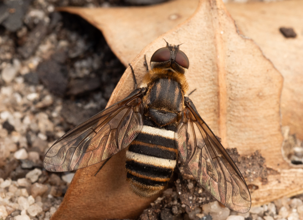 banded bee flies from Carnarvon Park QLD 4702, Australia on December 13 ...