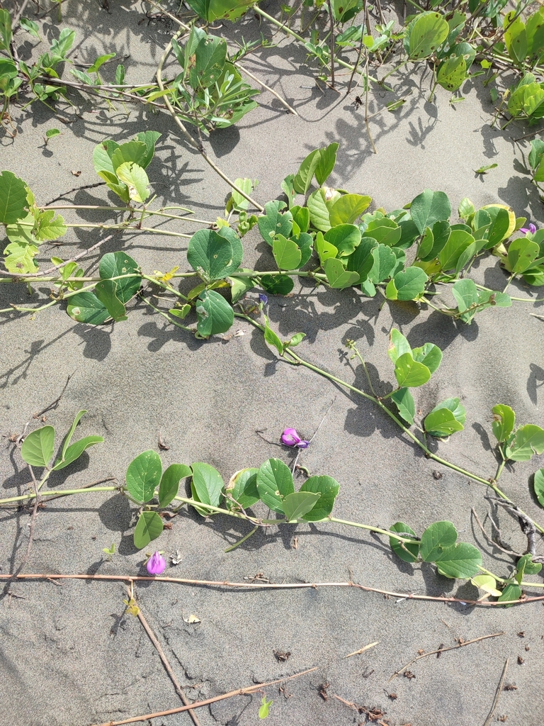 Beach Bean from 91496 Ver., México on October 19, 2024 at 01:51 PM by ...