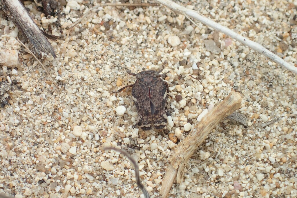 True Bugs, Hoppers, Aphids, and allies from Windy Harbour WA 6262 ...