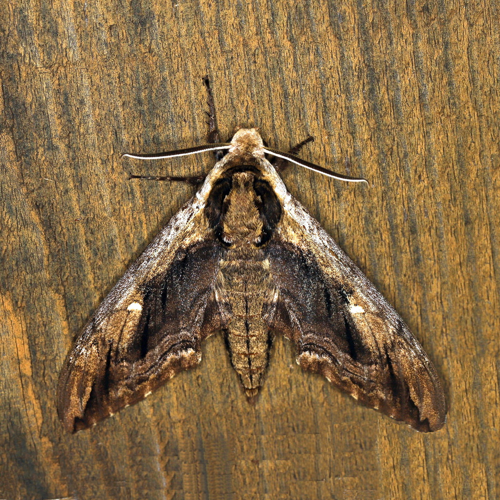 Elm Sphinx from Dickson County, TN, USA on May 26, 2024 at 09:33 PM by ...
