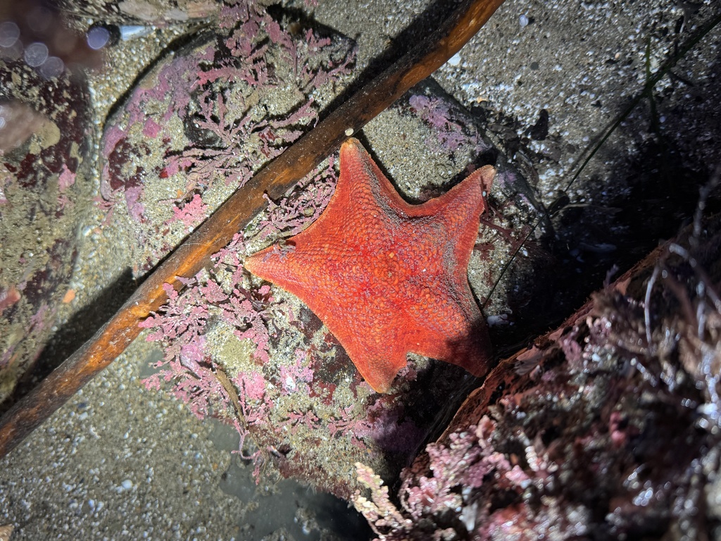 Bat Star in February 2025 by Elliott Bury · iNaturalist