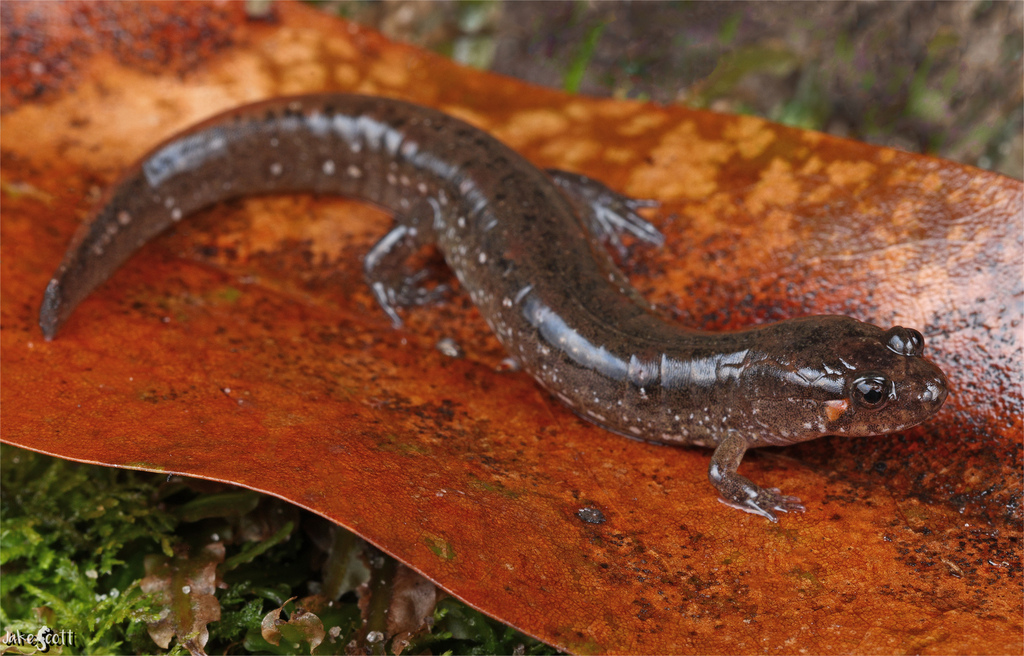 Pascagoula Dusky Salamander in February 2025 by Jake Scott. Known ...