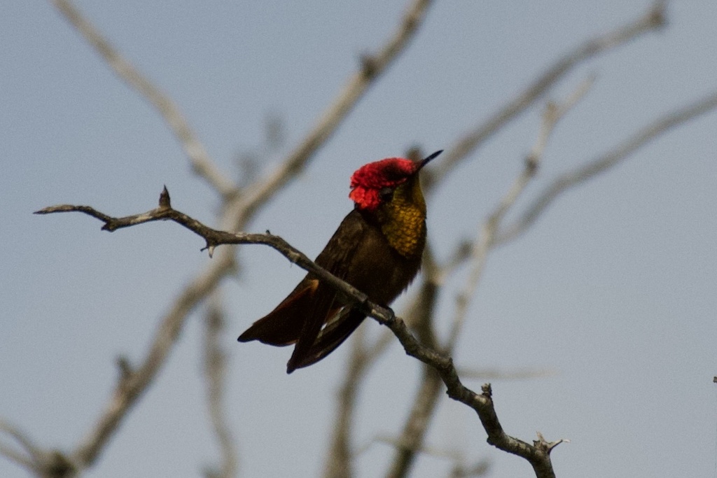 Ruby-topaz Hummingbird from Spaans Lagoen, Aruba, AW on February 12 ...