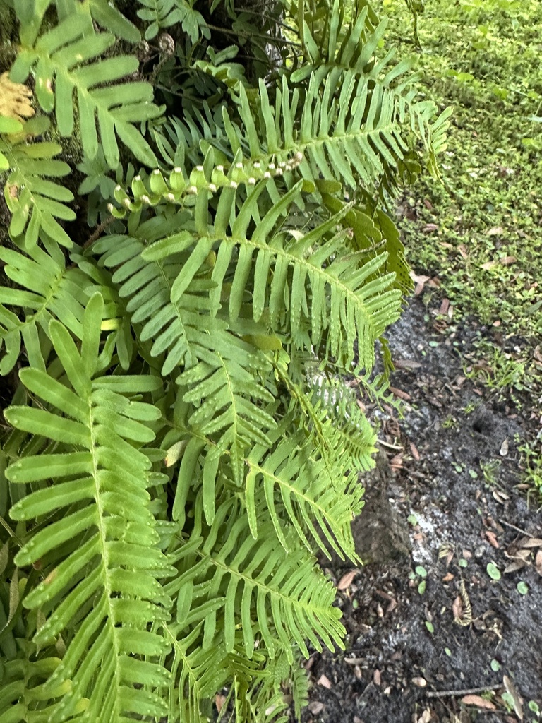 resurrection fern from University of South Florida, Tampa, FL, US on ...