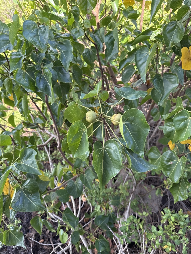 Portia tree from Keālia Pond National Wildlife Refuge, Maalaea, HI, US ...