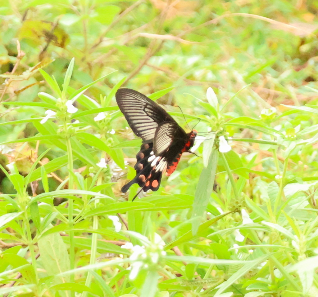 Common Rose Swallowtail from Moneragala, Sri Lanka on December 8, 2024 ...