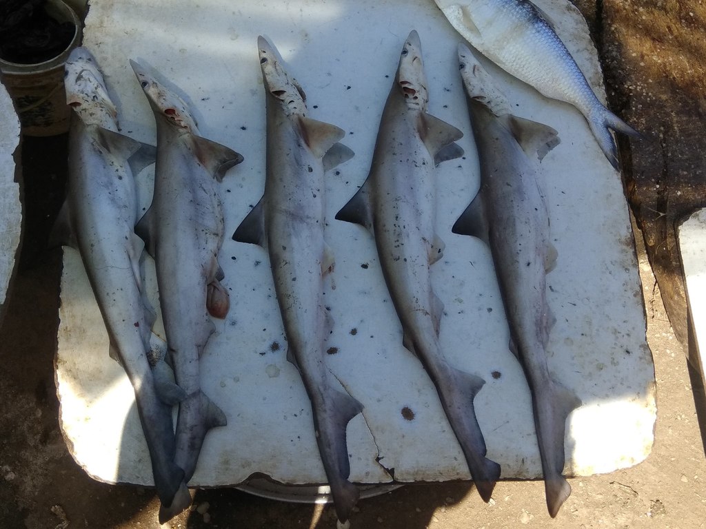 Spadenose Shark (Scoliodon laticaudus) - Marine Life Identification
