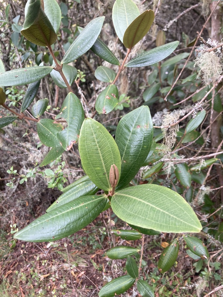 squamulose maya from Chivatá, Chivata, Boyacá, CO on January 28, 2025 ...