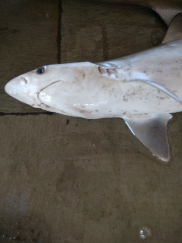 Grey Sharpnose Shark (Rhizoprionodon oligolinx) - Marine Life ...