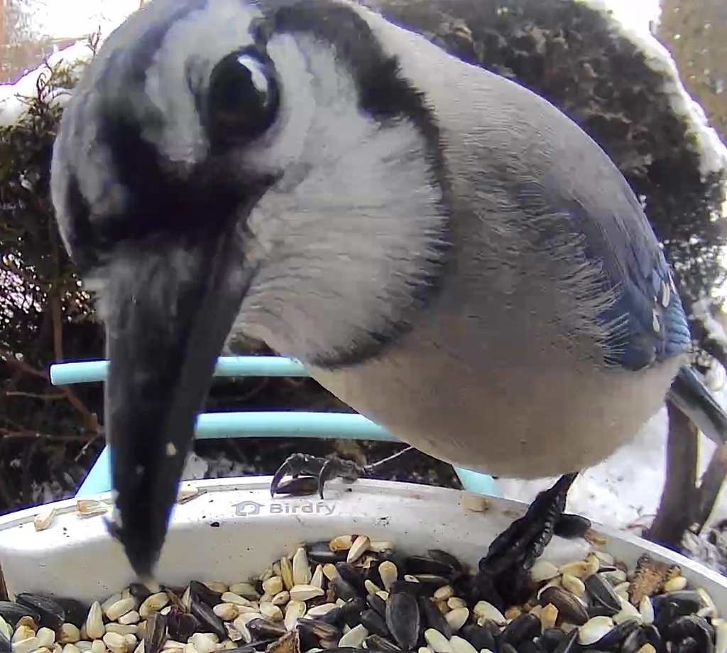 Blue Jay from Village at Fox Point, Wilmington, DE, US on February 12 ...