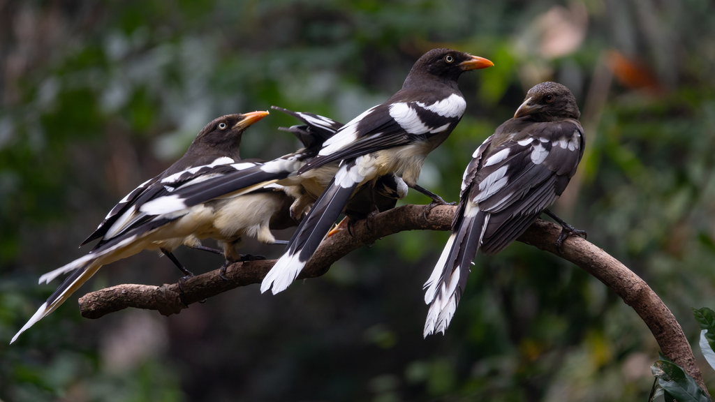 White-winged Magpie from 中国广西壮族自治区崇左市龙州县 on February 10, 2025 at 11:02 ...