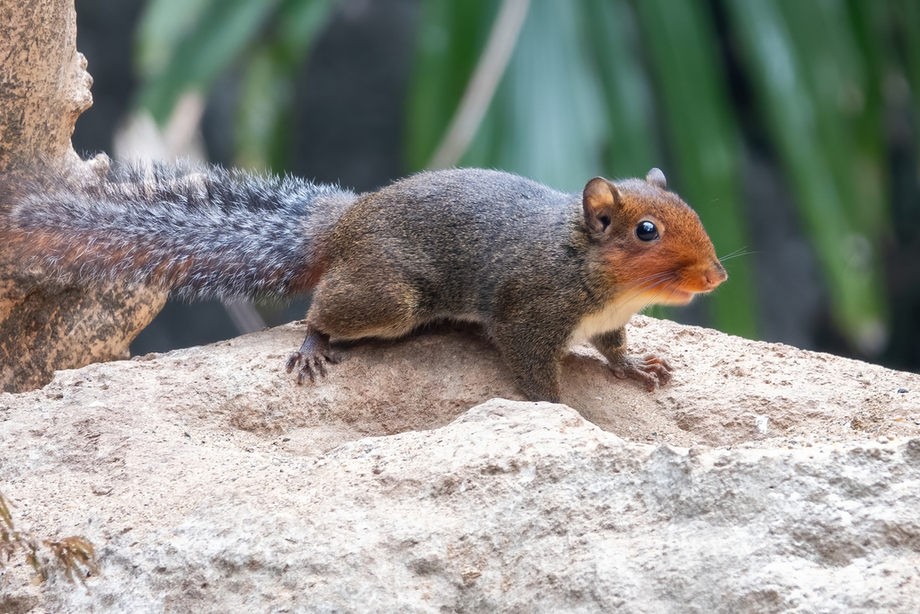 Asian Red-cheeked Squirrel from 中国广西壮族自治区崇左市龙州县 on February 10, 2025 at ...