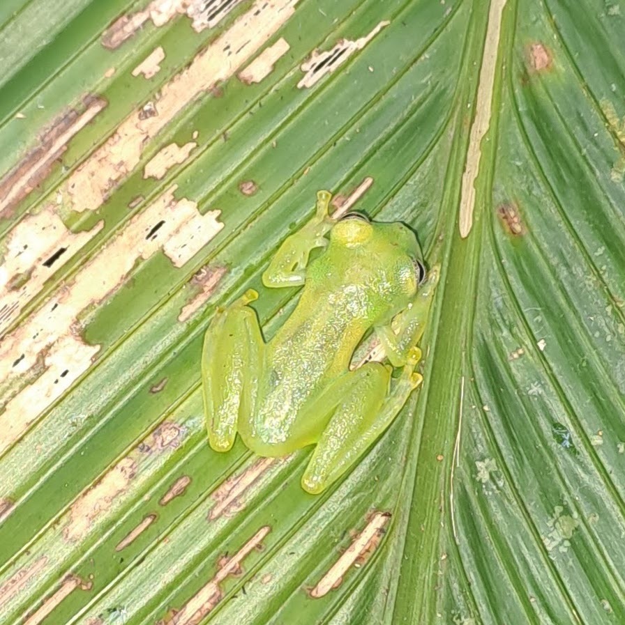 Dwarf Glass Frog from Colón, Colón Province, Panama on February 5, 2025 ...