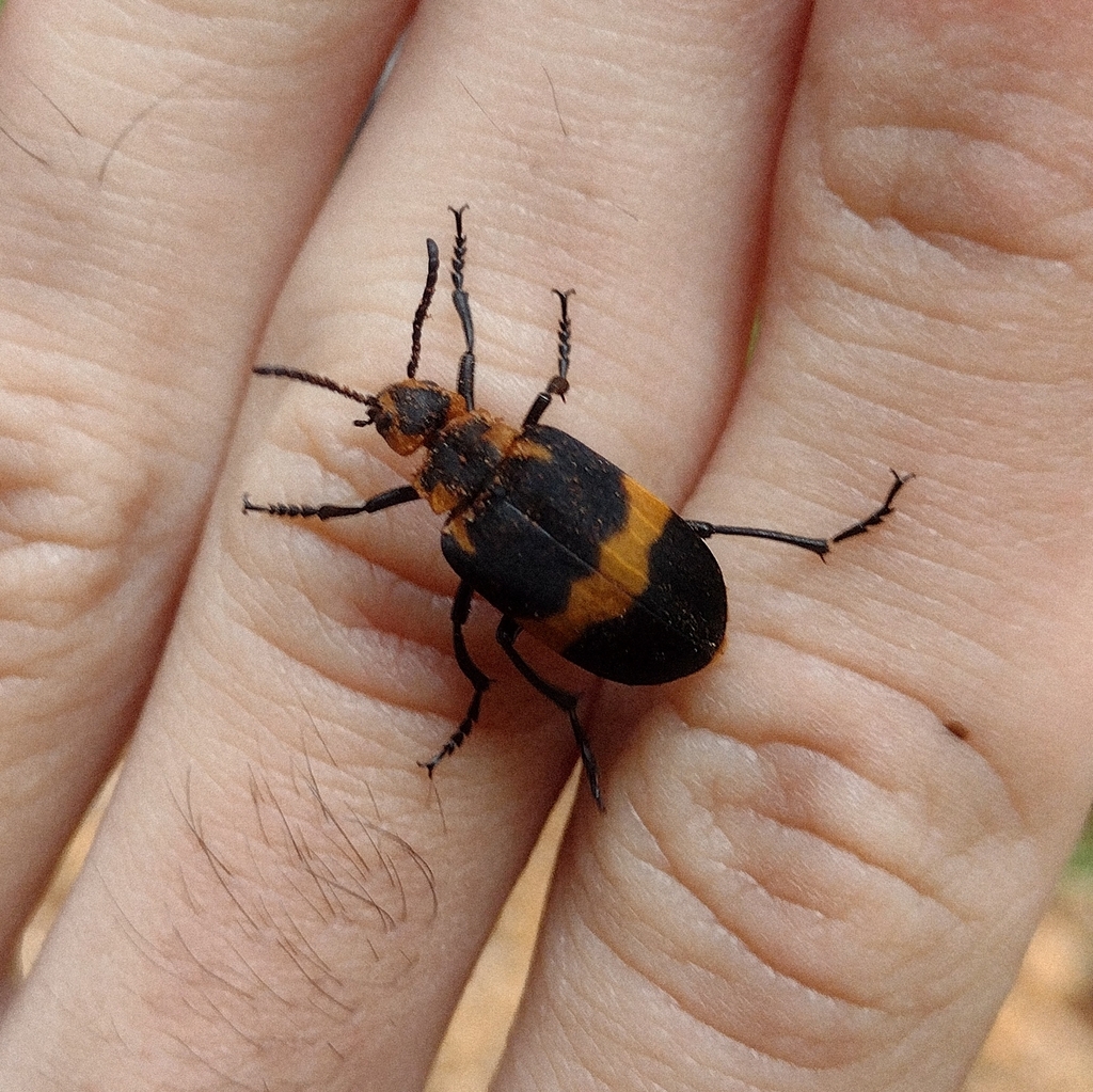 Tetraonyx borrei from Monte Alegre, Piracicaba - SP, Brazil on February ...