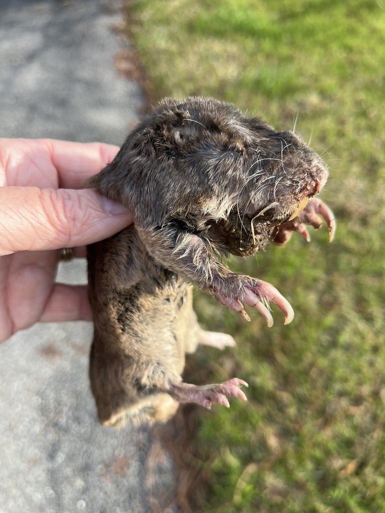 Baird's Pocket Gopher from CR-491, Athens, TX, US on February 13, 2025 ...
