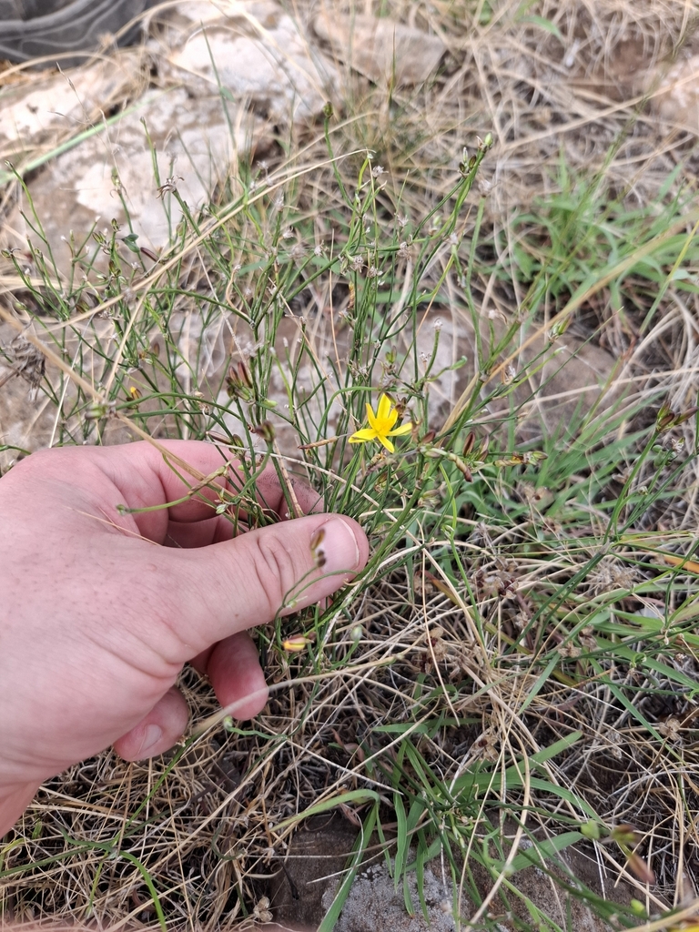 yellow rush-lily from Mambourin VIC 3024, Australia on February 14 ...