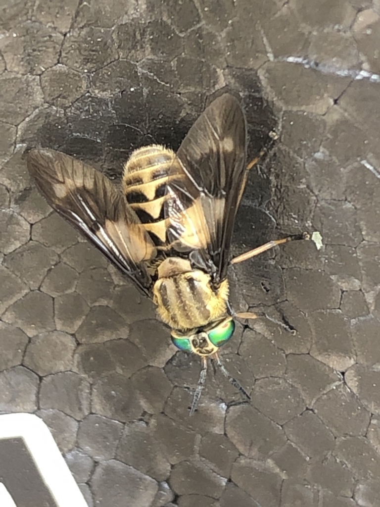 Twin-lobed Deer Fly from Nationaal Park Drents-Friese Wold, Appelscha ...