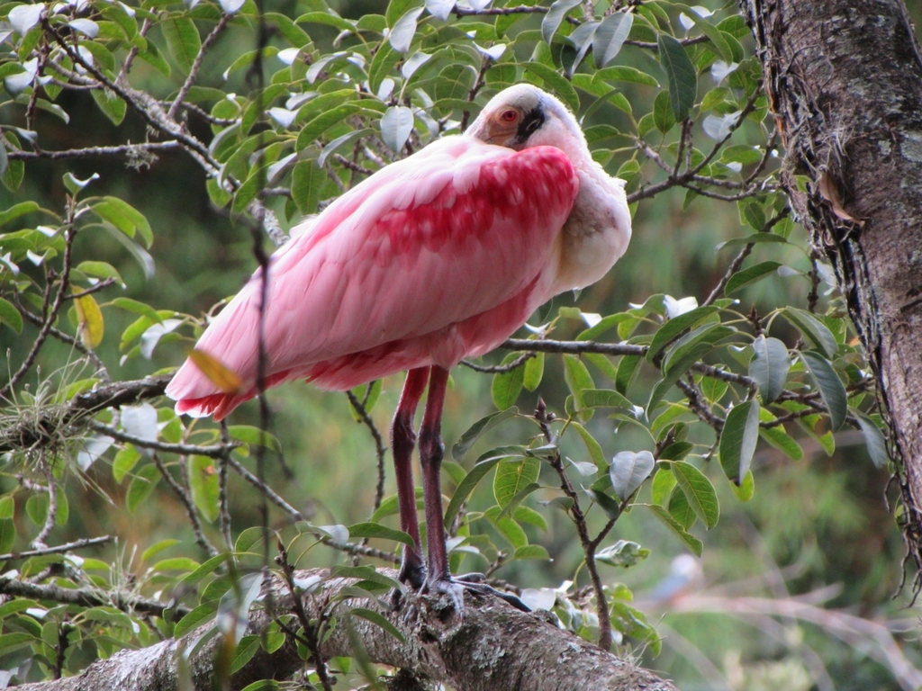 Roseate Spoonbill from Av. Miguel Estefano, 4429 - Zoológico de São ...