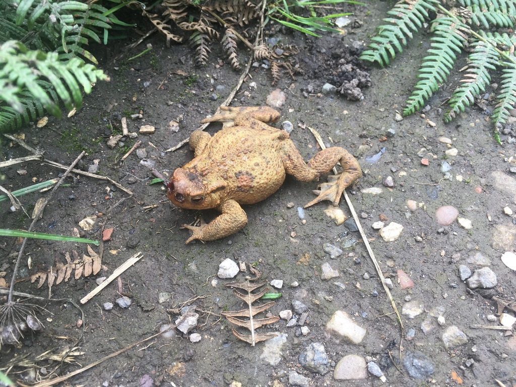 European Toad from DE7, Ilkeston, England, GB on August 03, 2019 at 11: ...