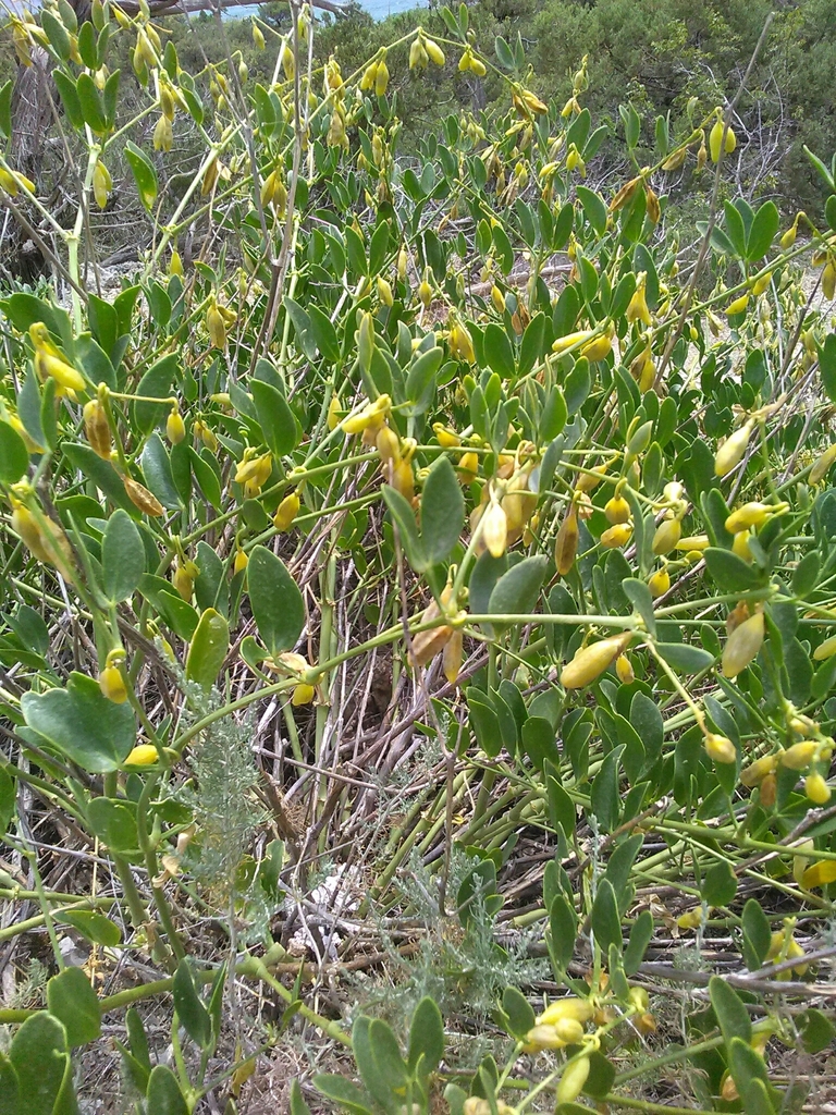 Syrian bean-caper from Водокачка on August 3, 2019 at 12:29 PM by ...