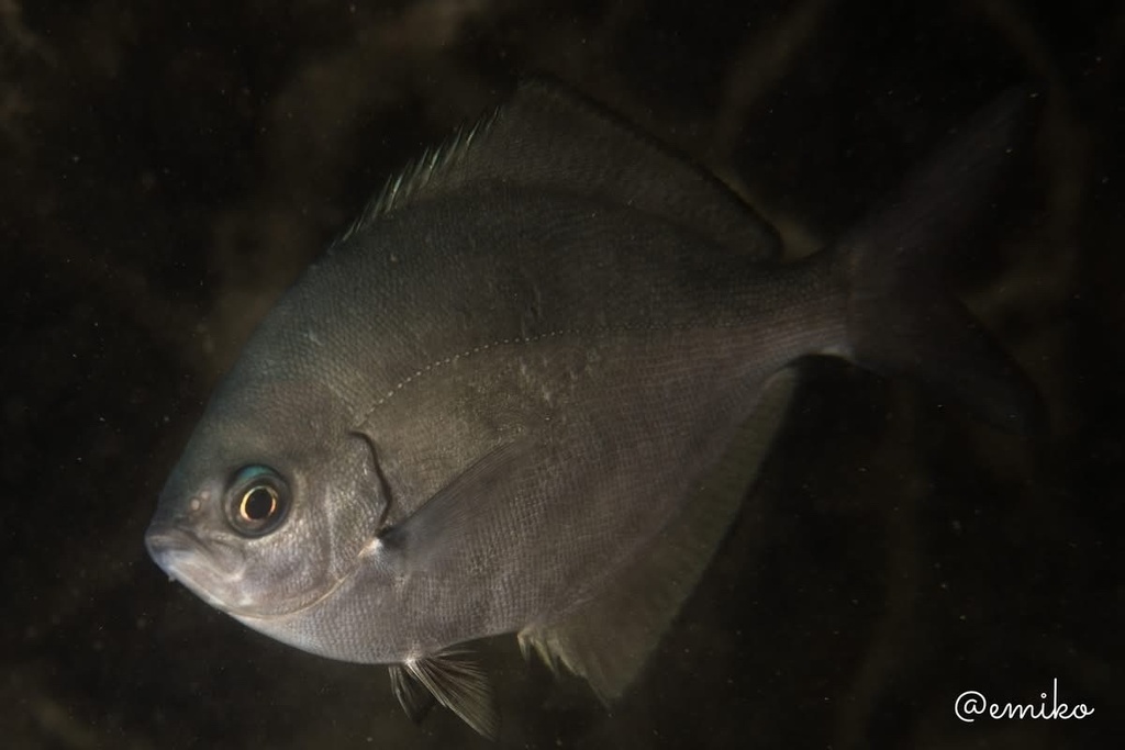 Silver Sweep from モスマン, NSW, AU on February 13, 2025 at 10:42 PM by ...