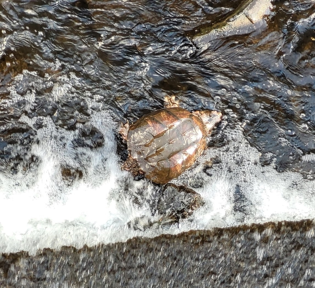 Common Snapping Turtle from Kensington, Berlin, CT, USA on January 26 ...