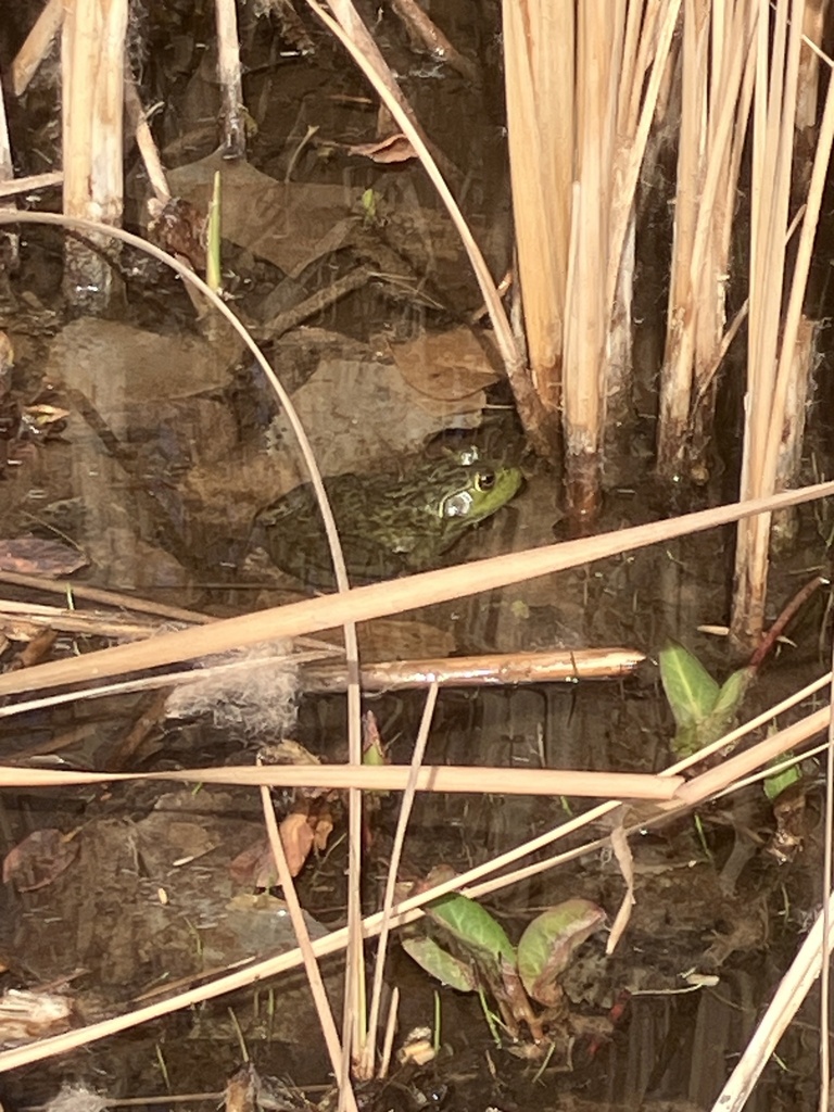 American Bullfrog from Desert Botanical Garden, Phoenix, AZ, US on ...