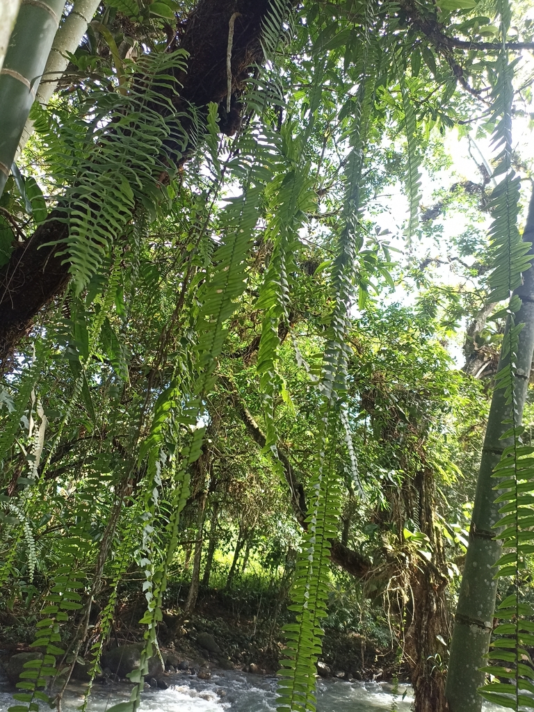 southern sword fern from Santo Domingo de los Colorados, EC-SD, EC on ...