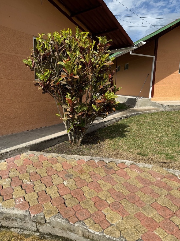 flowering plants on February 14, 2025 at 03:39 PM by Fernanda Guerrero ...