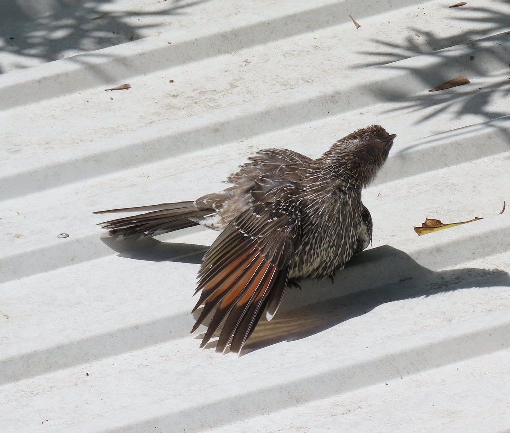 Little Wattlebird from Wallaga Lake NSW 2546, Australia on February 10 ...