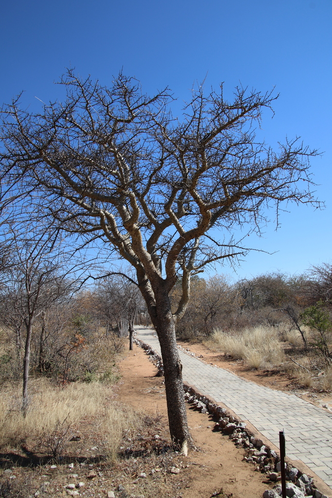 Tall Common Corkwood from Oshikoto, Namibie on June 16, 2024 at 01:40 ...