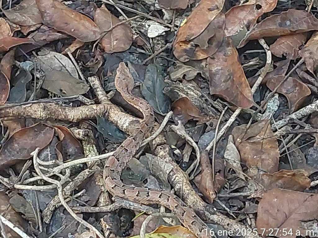 Pit Vipers from Tinúm Municipality, Yucatan, Mexico on January 15, 2025 ...