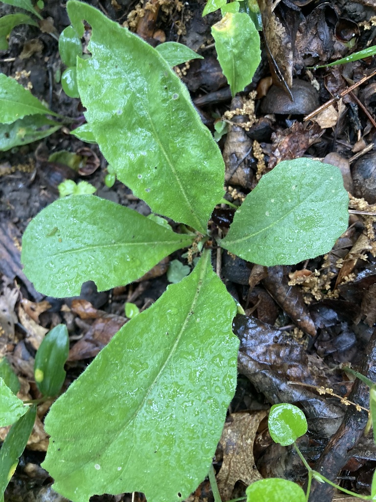 rough rattlesnake root in June 2022 by Dan · iNaturalist