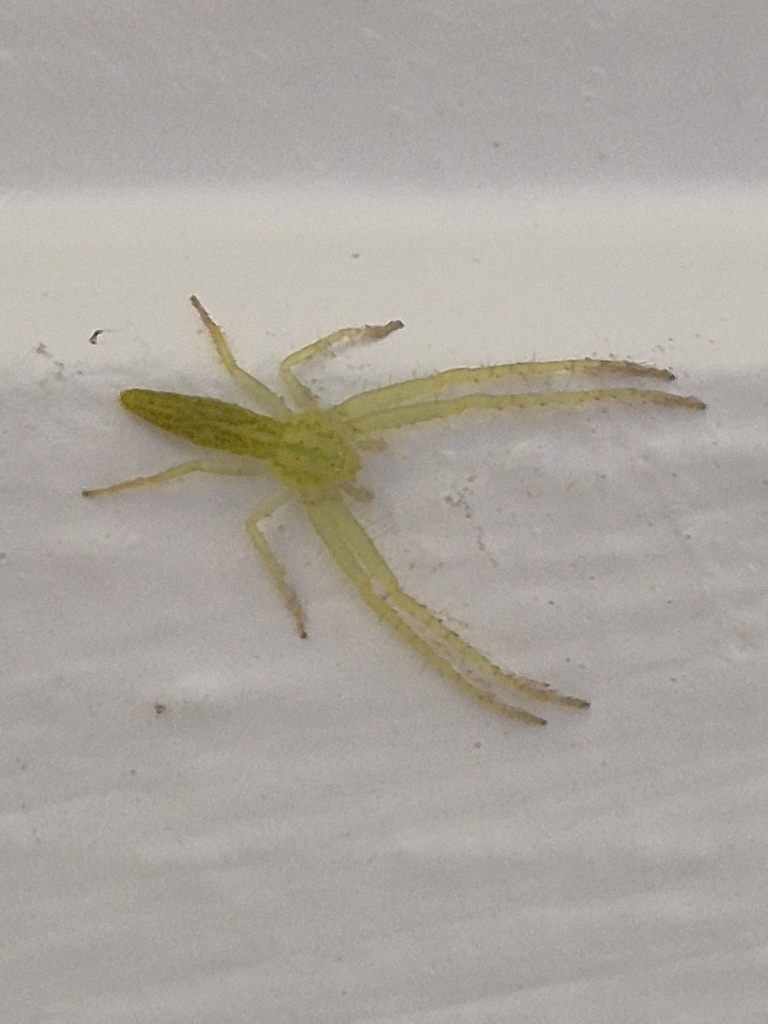 Oxytate argenteooculata from Knysna, 6570, South Africa on February 15 ...