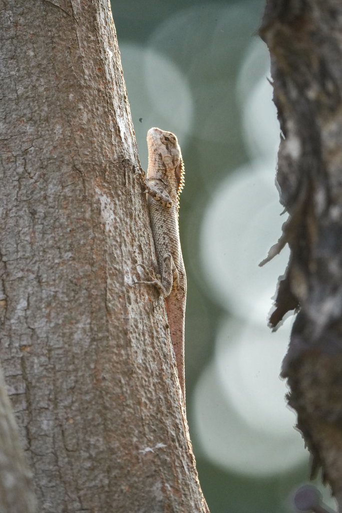 Siamese Blue Crested Lizard from ตำบล ศาลายา อำเภอพุทธมณฑล นครปฐม ...