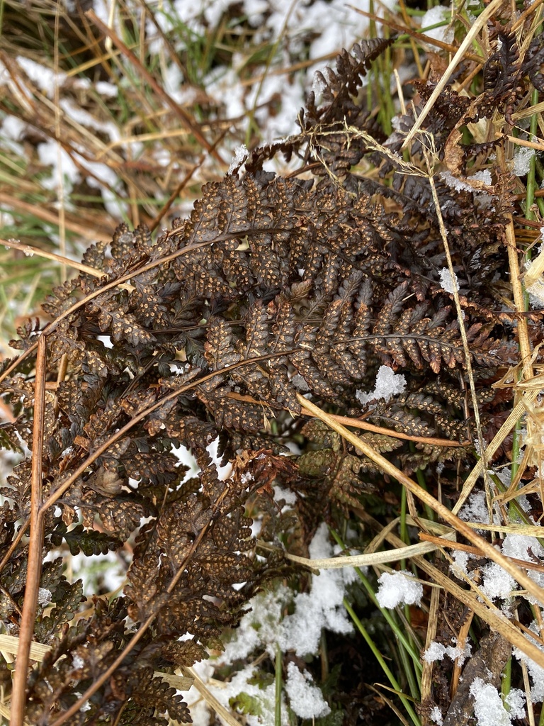 common bracken from Kilsyth, Denny, Scotland, GB on February 15, 2025 ...