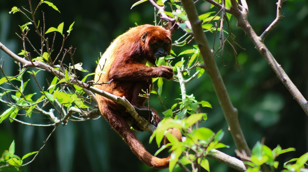 Colombian Red Howler Monkey from Turbaco, Bolívar, Colombia on February ...